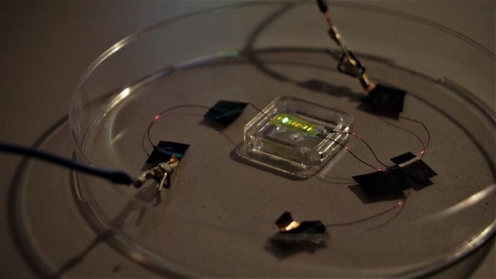 Scientists create ‘smart tattoos’ that can glow