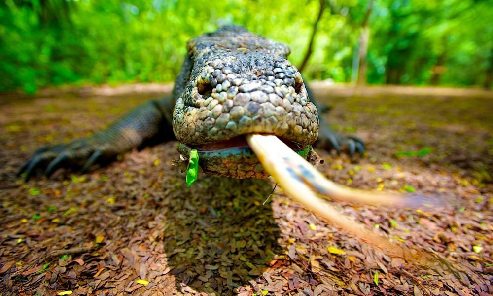 Dragon slayer: how a prehistoric Australian goanna…