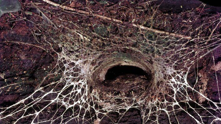 How to tell deadly funnel-webs from trapdoor and black…