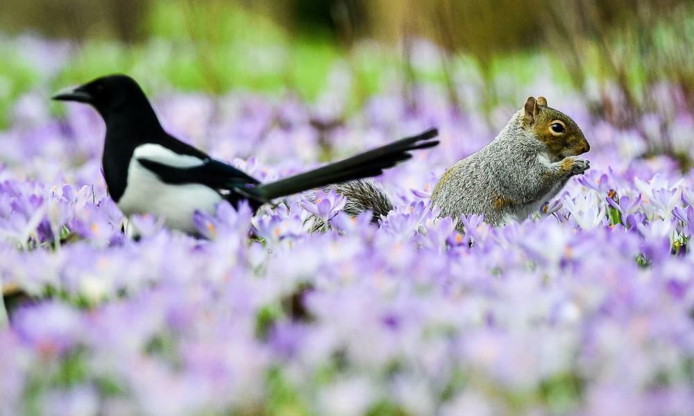 10 of the best places in Britain to see spring…