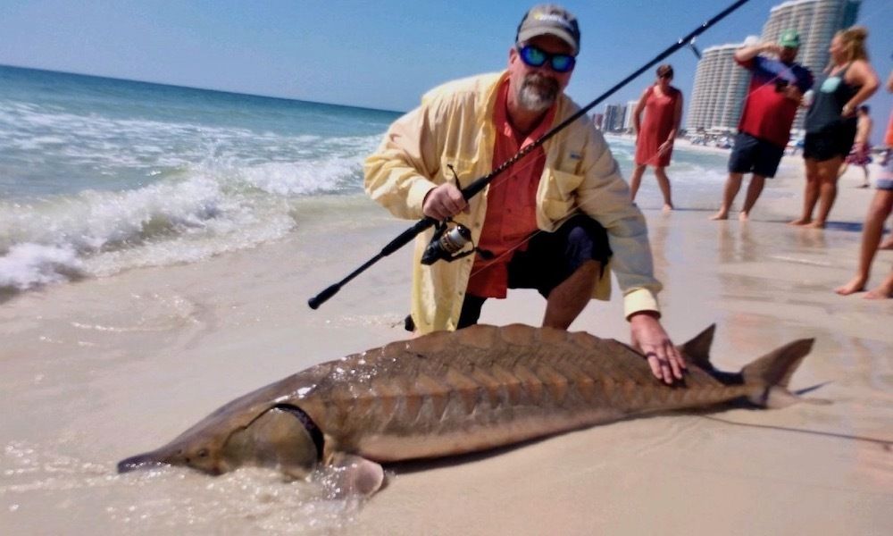 Angler makes rare catch of prehistoric fish while surf…
