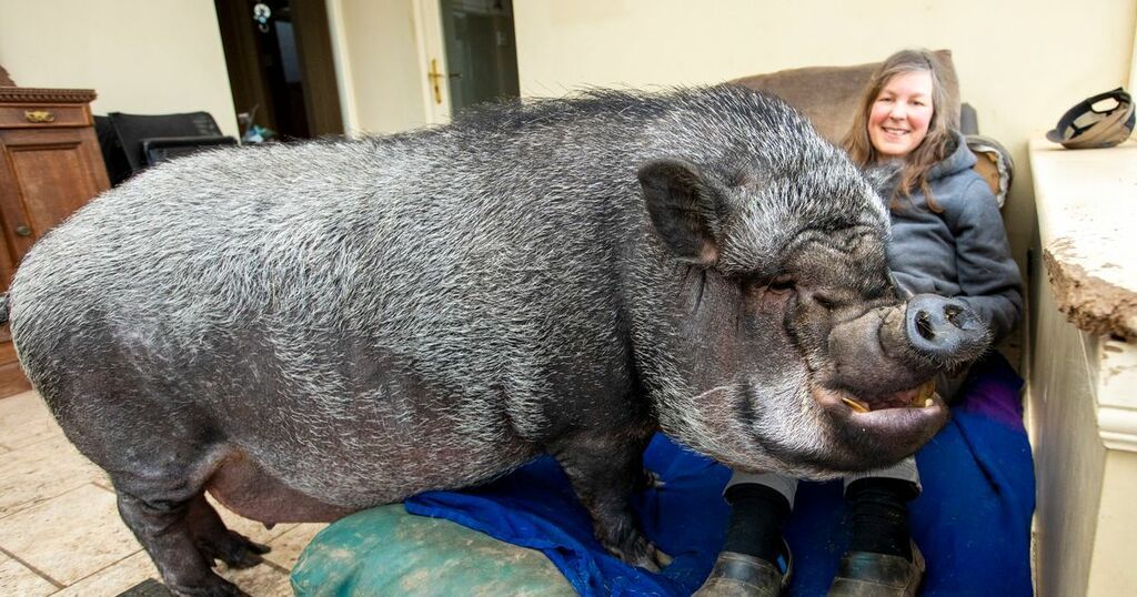 Huge 20 stone pig lives in 3-bedroom house after…
