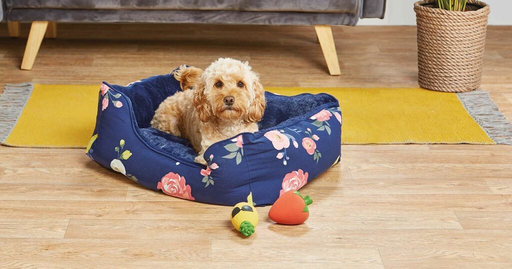 Aldi unveil adorable new pet range online and in-store…