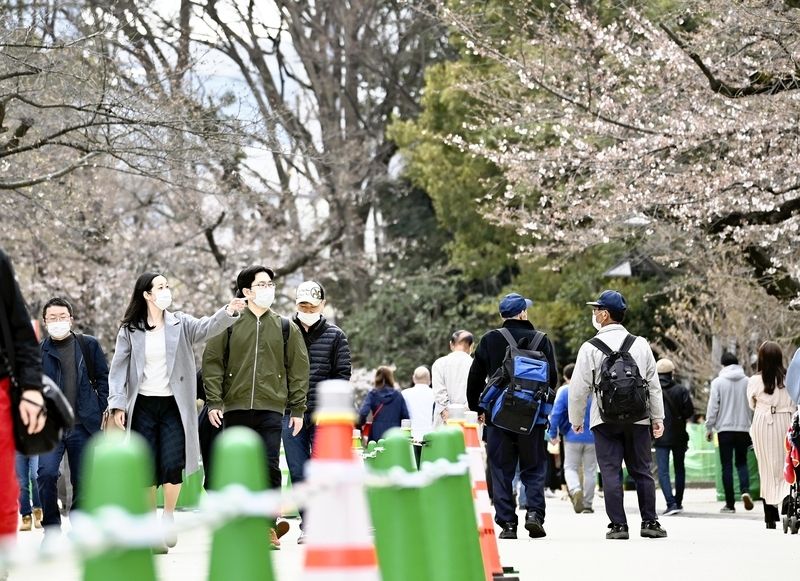 Cherry blossom viewing spots devise ways to enjoy…