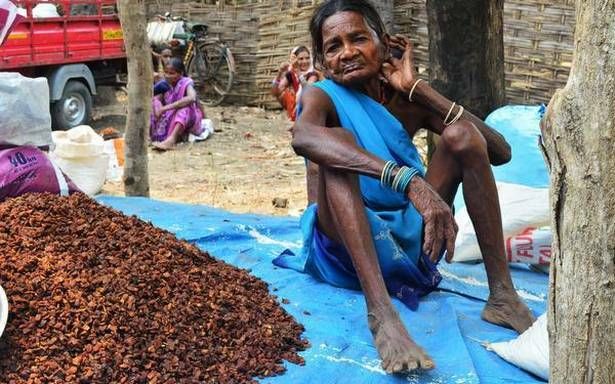 Local tribes set fire to trees to collect mahua flower