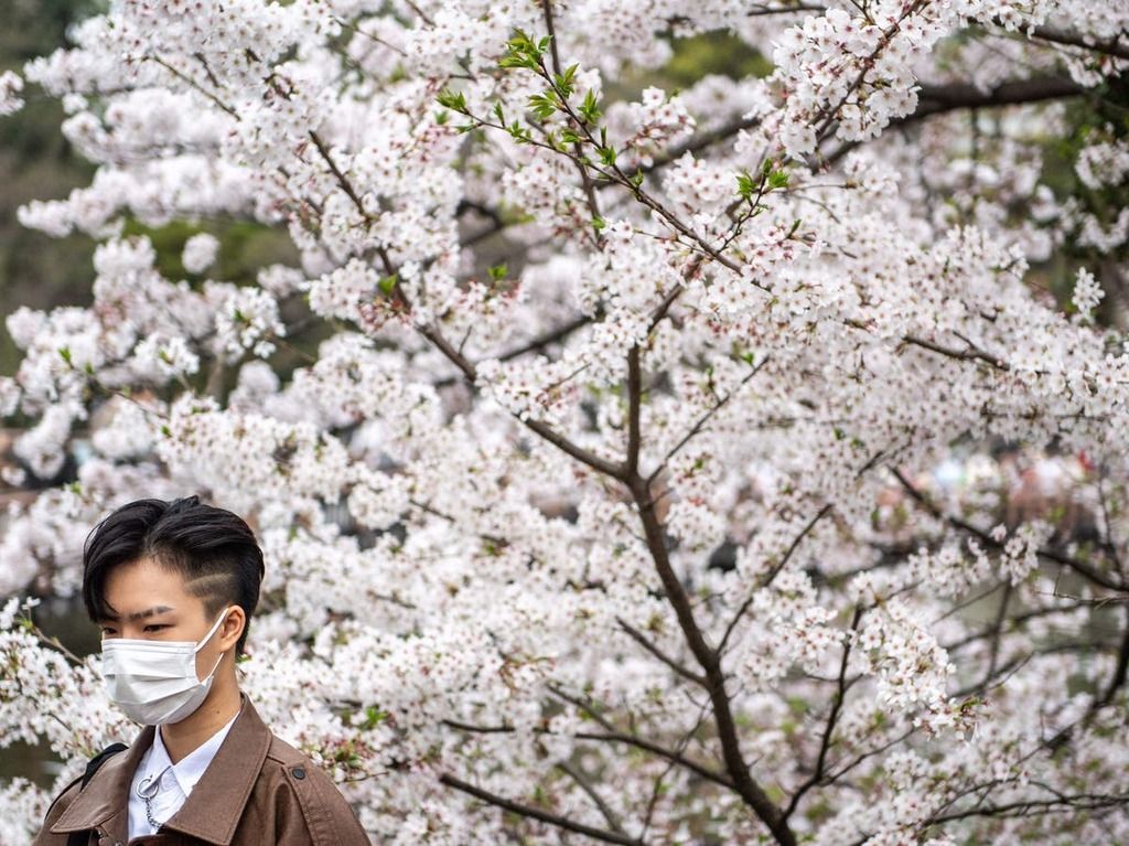 Japan's famous cherry blossoms see early bloom amid…