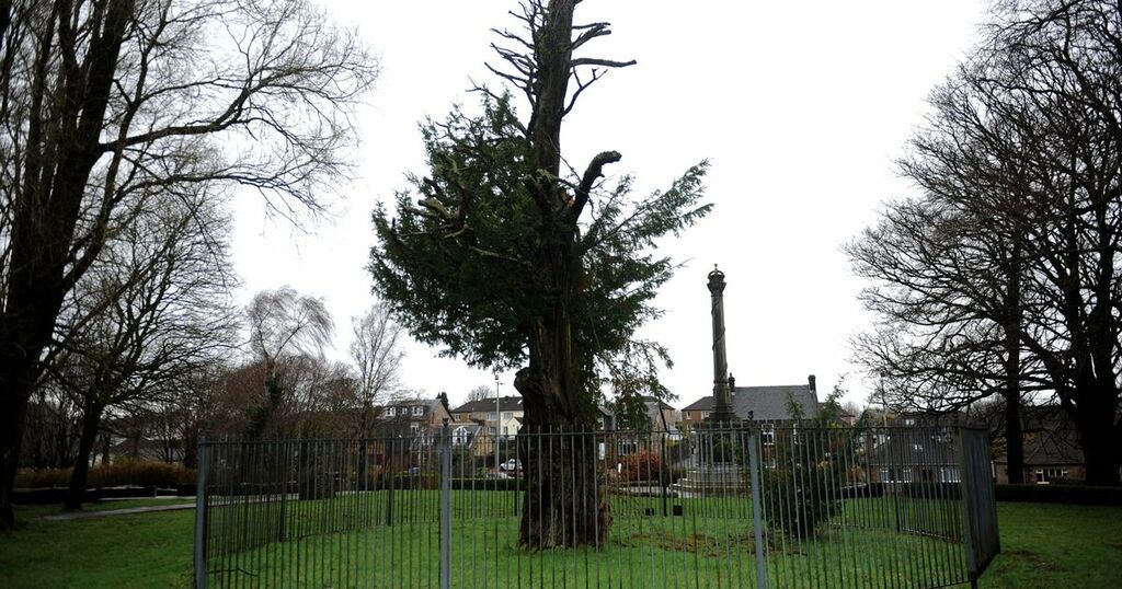 Ancient William Wallace yew tree is back from the dead