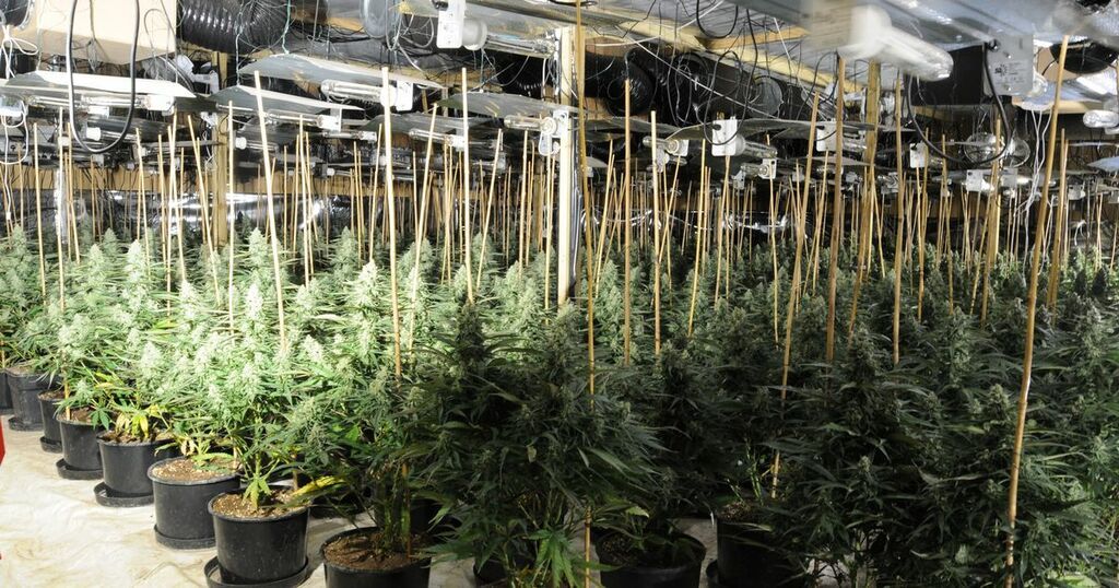 Inside the huge drugs farm linked to large-scale…