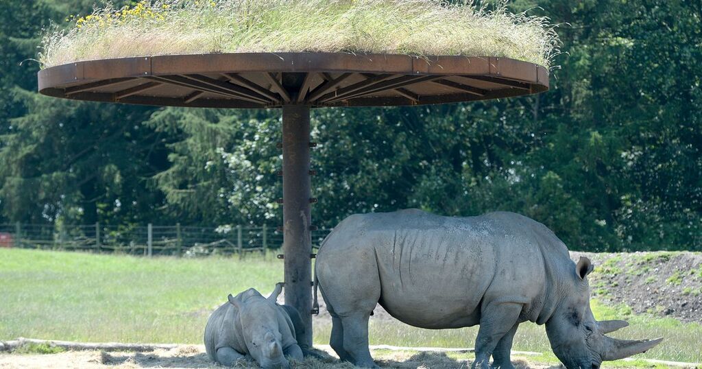 New Rules And Ticket Updates As Knowsley Safari new-rules-and-ticket-updates-as-knowsley-safari