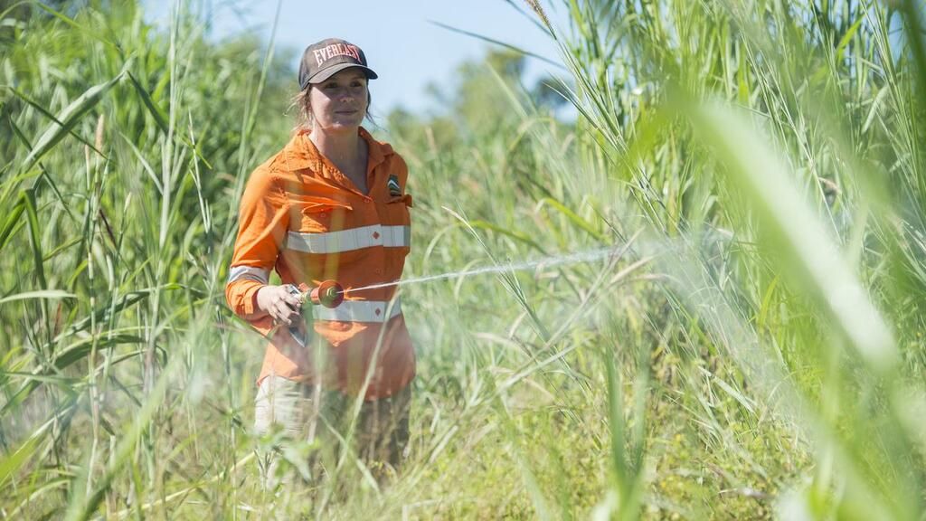 Top End in Australia Ramps Up war On Invasive Grass