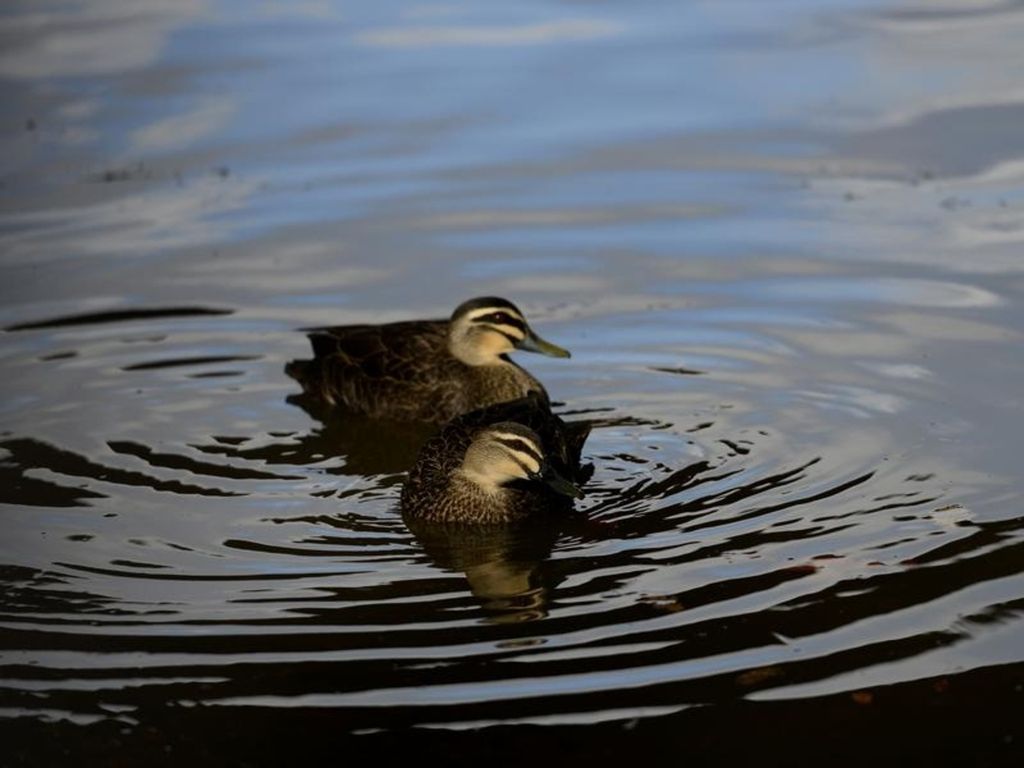 Vic duck season rules eased over new data