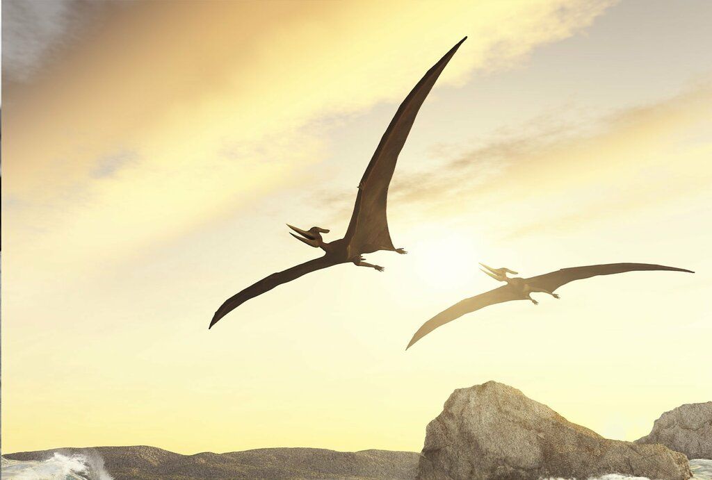 Largest flying animal gets a bone scan