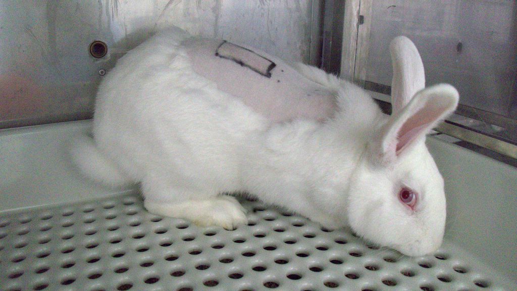 Whistle-Blower Video Shows Harrowing Animal Suffering…