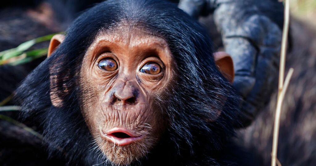 First part-human, part-monkey embryo created by…