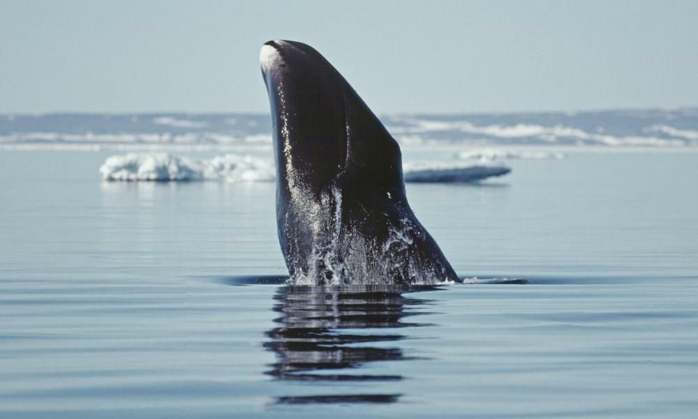 Melting ice in Arctic linked to bowhead whales holding…