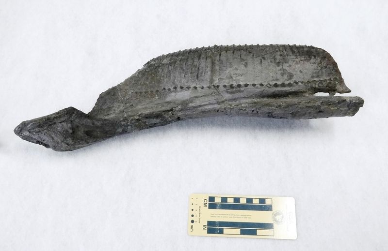 Scientists confirm fossils discovered 17 years ago in…