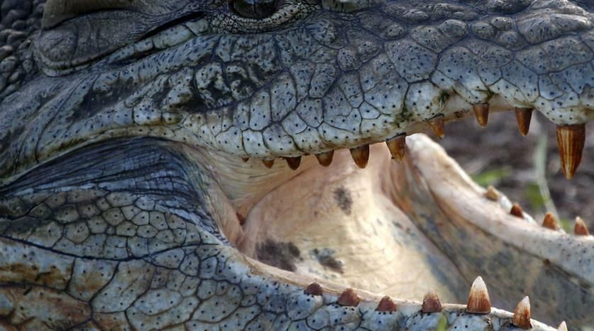 Extinct 'Horned' Crocodile Gets New Place in the Tree…