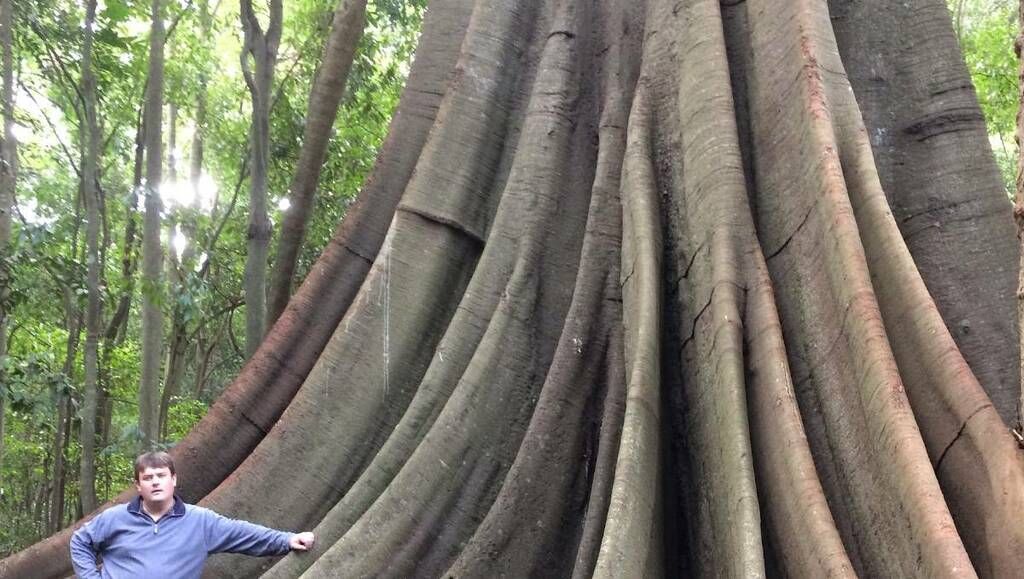 Hunter trees that loom large in history