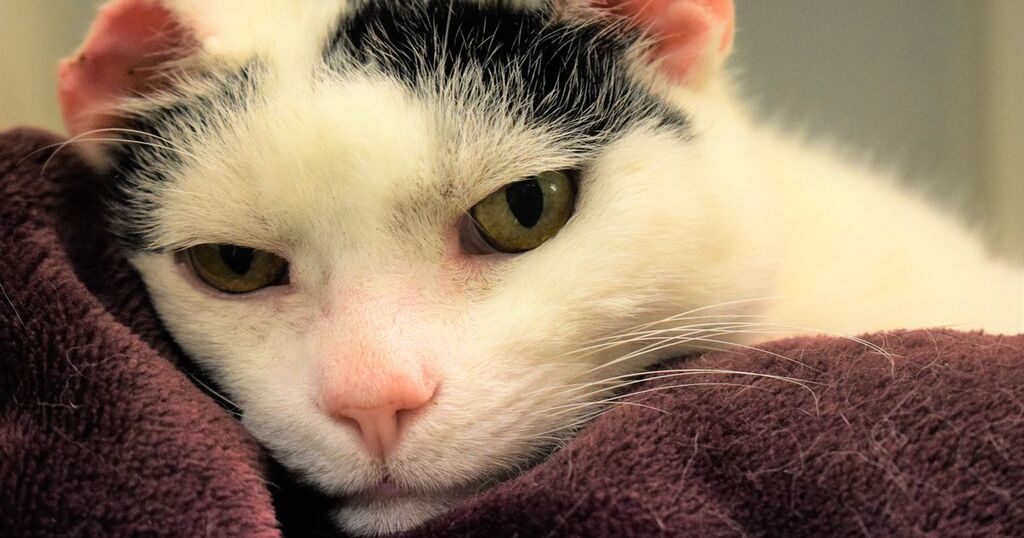 Vet's warning about sunburn in cats after Fluff, 15,…