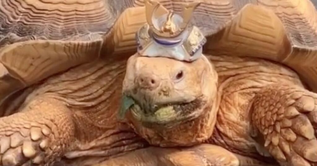 Meet Bon-chan, the 25-year-old celebrity tortoise…