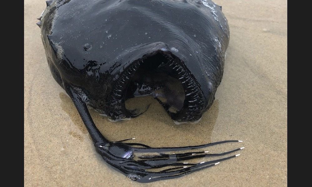 Rarely seen deep-sea footballfish washes up at Newport…