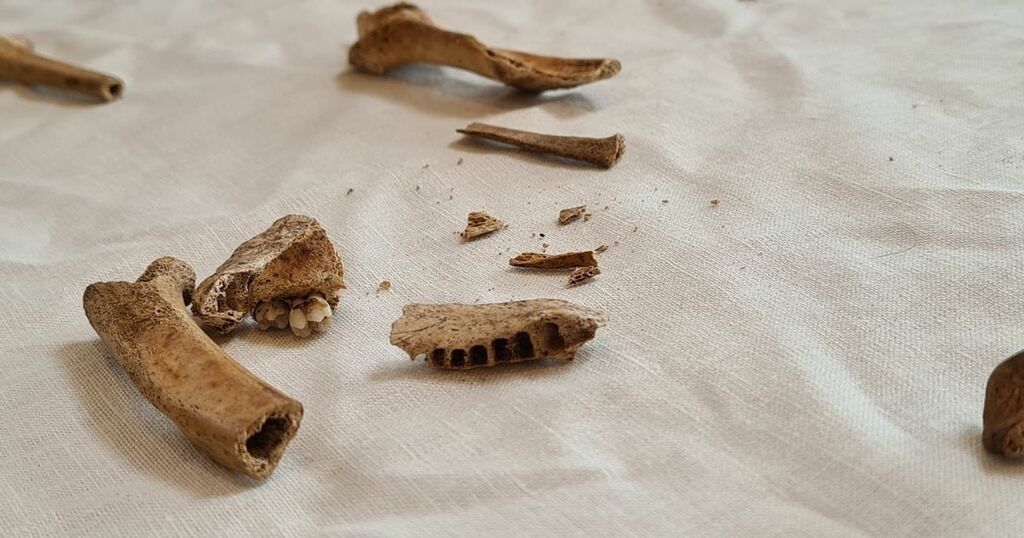 Mysterious 200-year-old Georgian monkey bones…