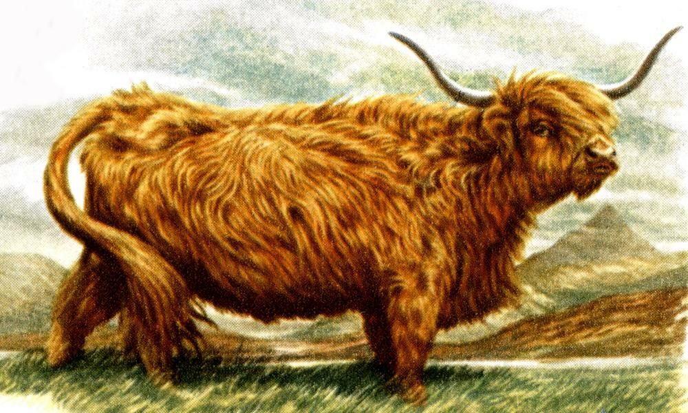A Scottish Highland Cow: ‘On yonder hill there stood a…