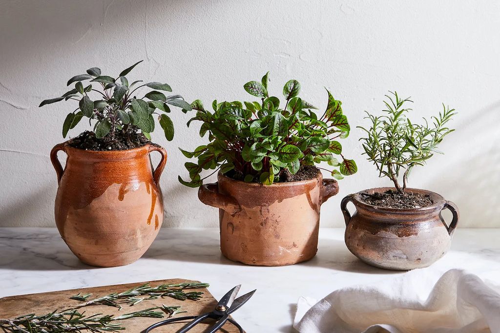 10 vegetables that thrive in pots