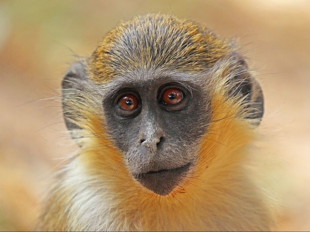 Monkeys found living at Florida airport are linked to…