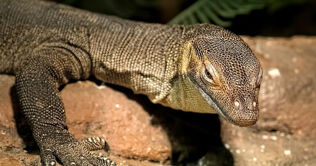 Scientists start investigating lizard blood to see if…