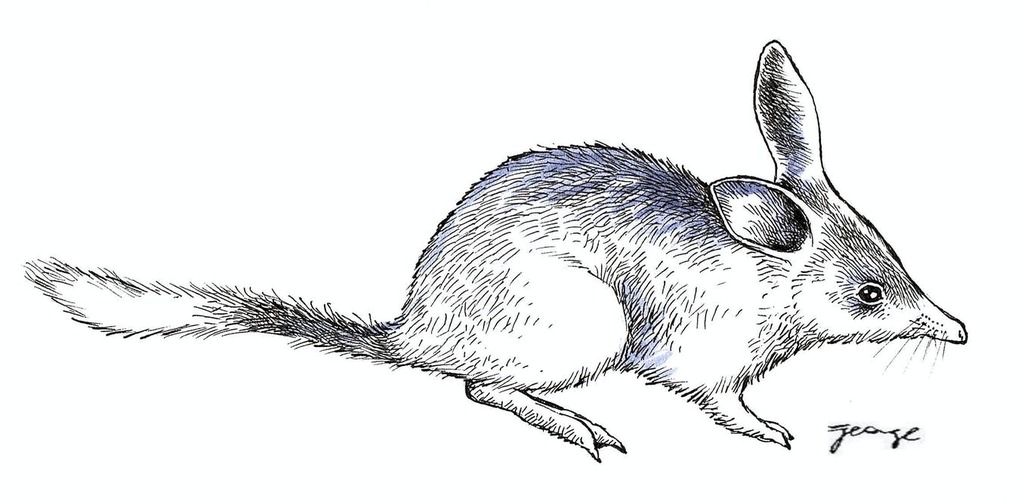 Ancient bilby and bandicoot fossils shed light on the…