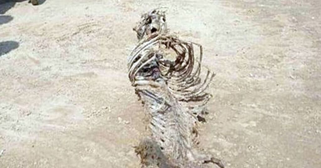 Huge 'mermaid skeleton' washes up on British coast and…