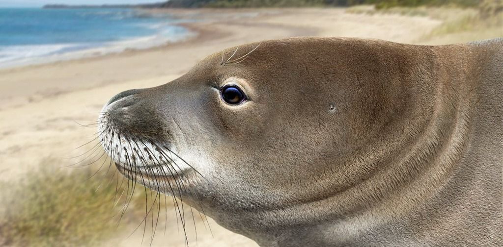 The most endangered seals in the world once called…