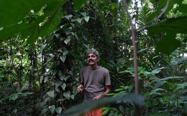 Watch | This man from Kerala grew a mini-forest on his…