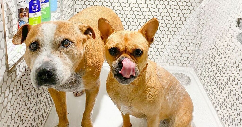 Instagrammer builds walk-in shower for her dogs - and…