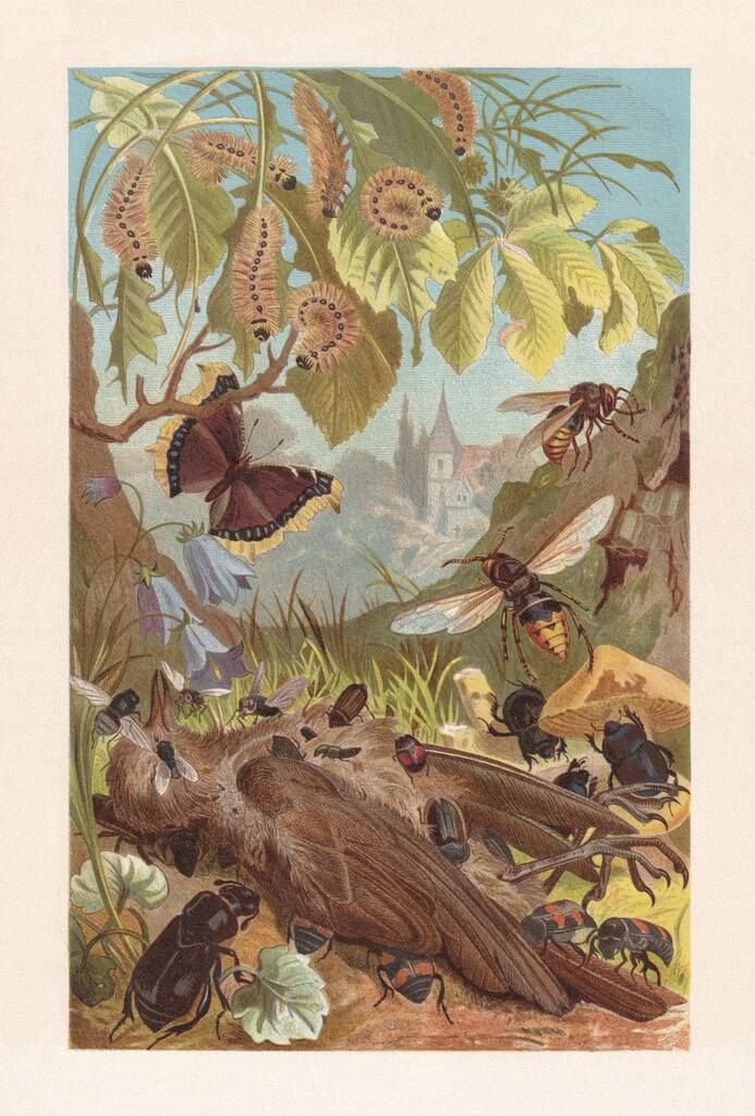 Why flesh-eating bugs are the real MVPs for humanity’s…