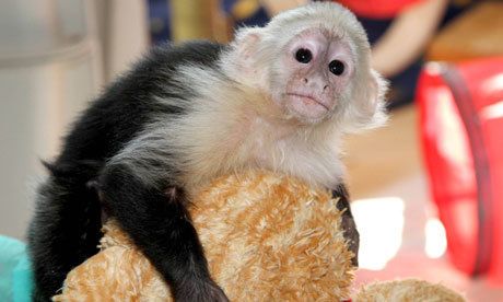 Justin Bieber's monkey: The prison diaries