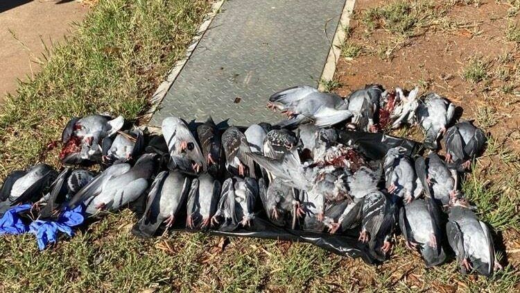Dead pigeons at Broken Hill may have been poisoned