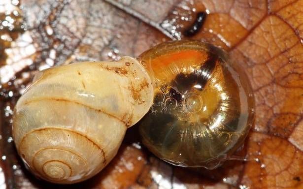 Tiger touch for India’s newest snail recorded