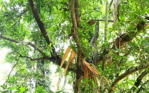 A family’s cherished ‘star tree’ turns out to be a new…