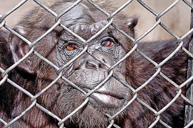 Delhi zoo to manage stress levels in caged animals