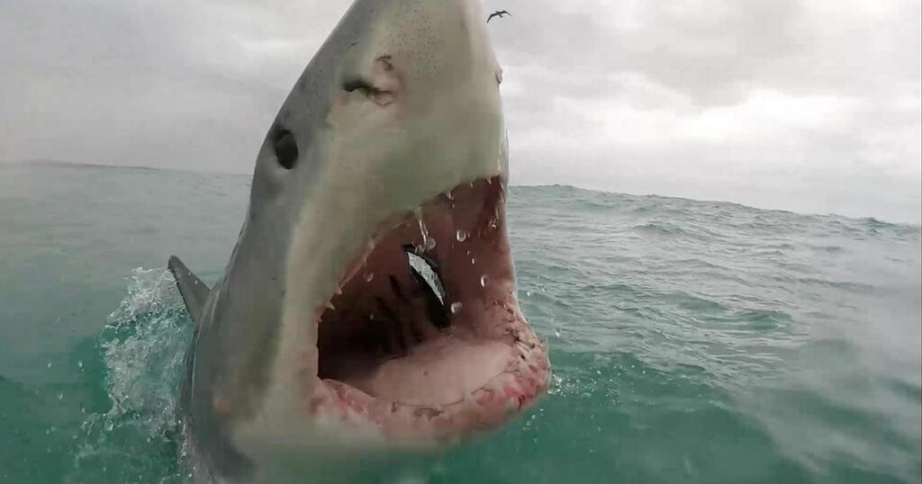 Incredible moment real-life Jaws jumps from sea in…