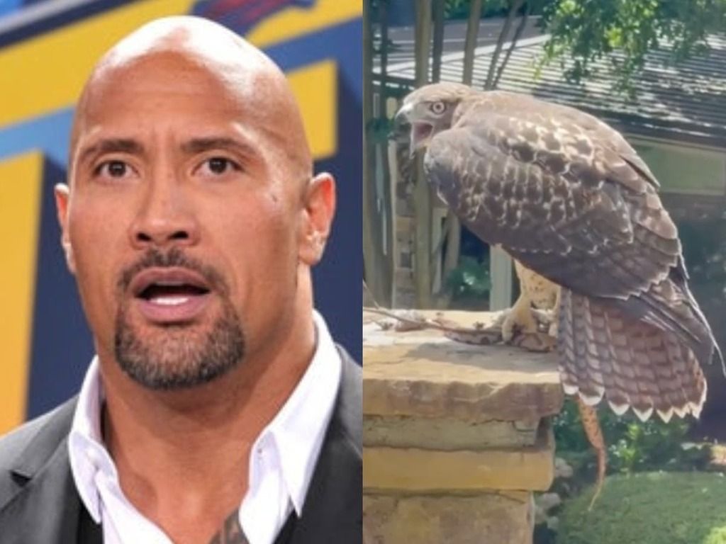Dwayne Johnson shares ‘amazing’ video of hawk tackling…