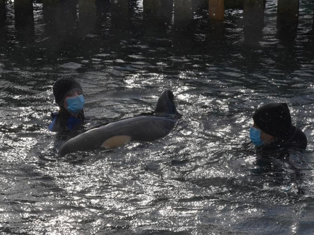 Beached baby orca sparks NZ whale hunt