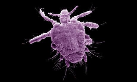 Are pubic lice in danger of extinction?