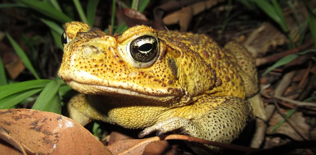 In the evolutionary arms race between cane toads and…