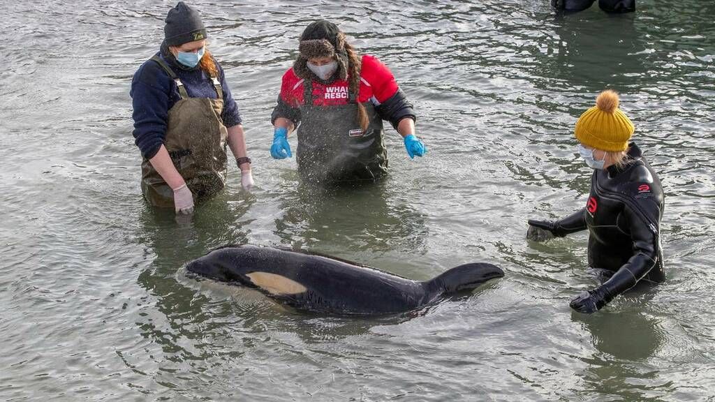 Baby orca Toa: Stranded orca calf to stay in temporary…