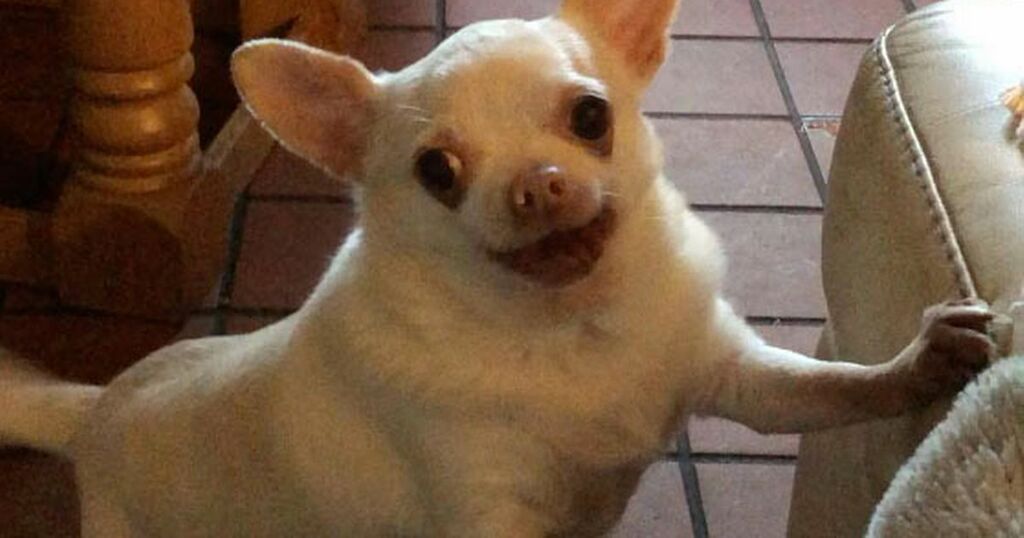 'Talking dog' says hello in English accent - sending…