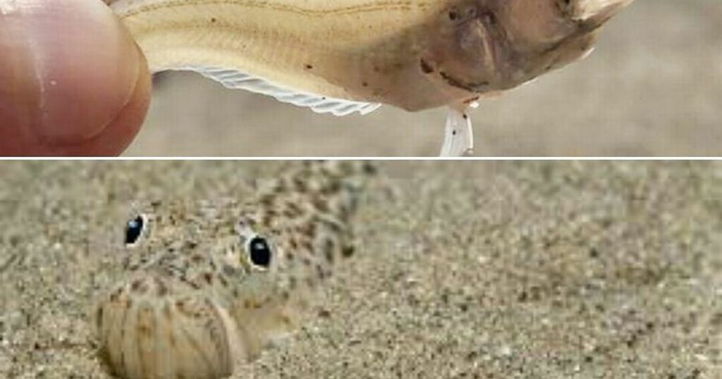 Rare poisonous camouflage fish hiding in sand that…