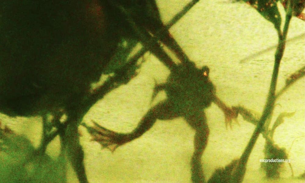 Bullfrog’s ‘Terminator’ moment captured on video by…